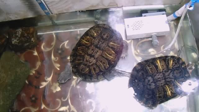 Кормление Красноухих Черепах летом Живыми Земляными Червями.