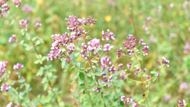 Лекарственные травы. Чудеса каждый день. 5 серия (6+)