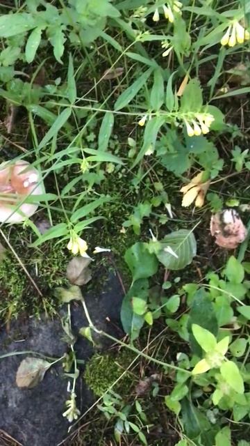 Ленинградская область. Хвойное. 13.07.2024. Грибы сыроежки, выросли за одни сутки