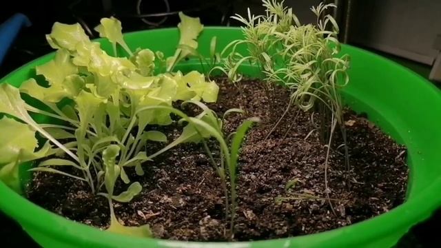 Выращивание на подоконнике 🥗 укропа, шпината, салата