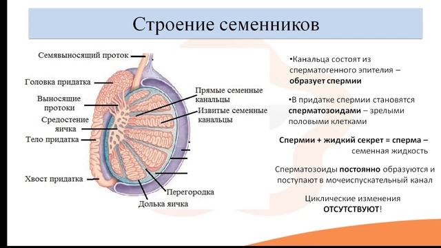 Видео-лекция 22.3 Мужские половые органы