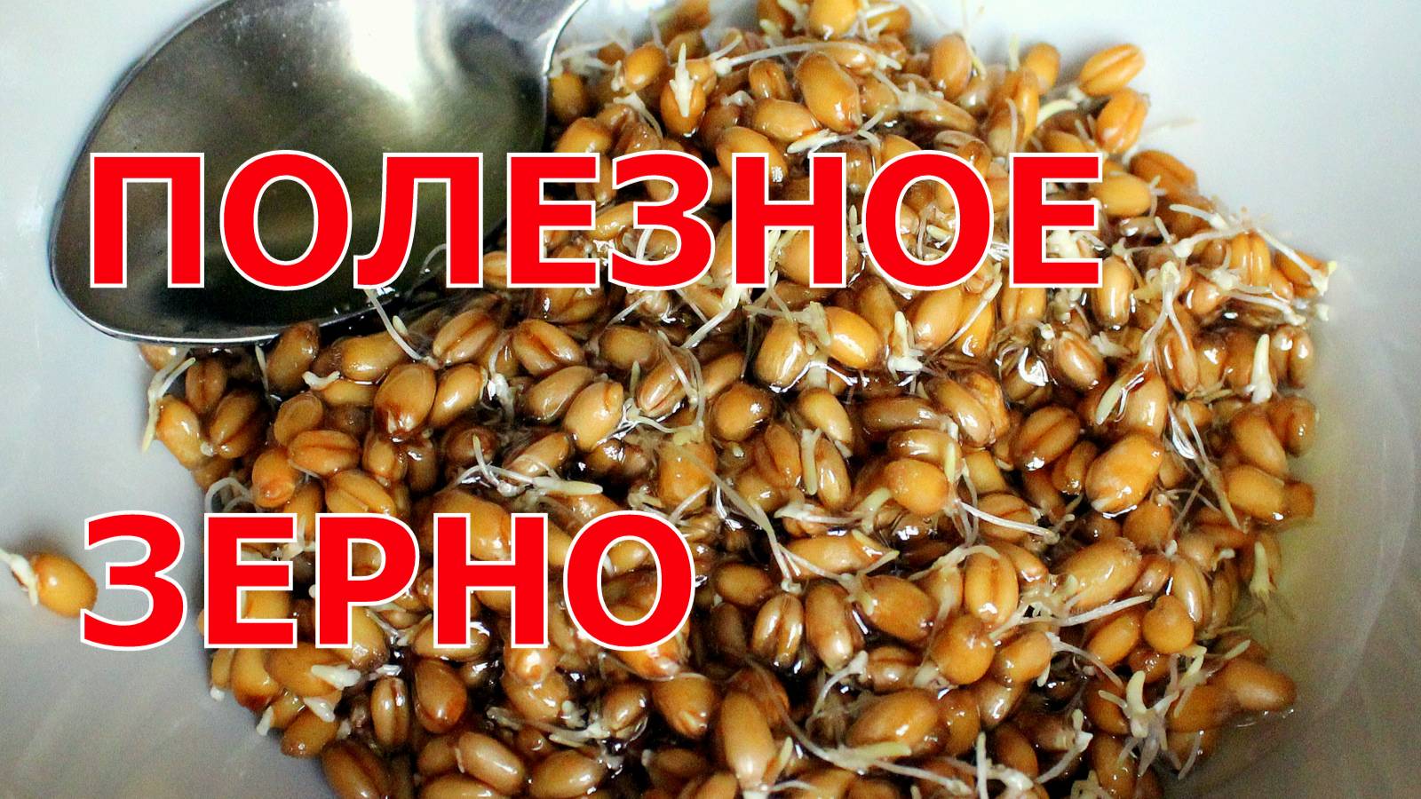 Прорастить пшеницу для завтрака