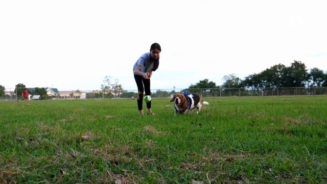 Творение учит нас | Собаки
