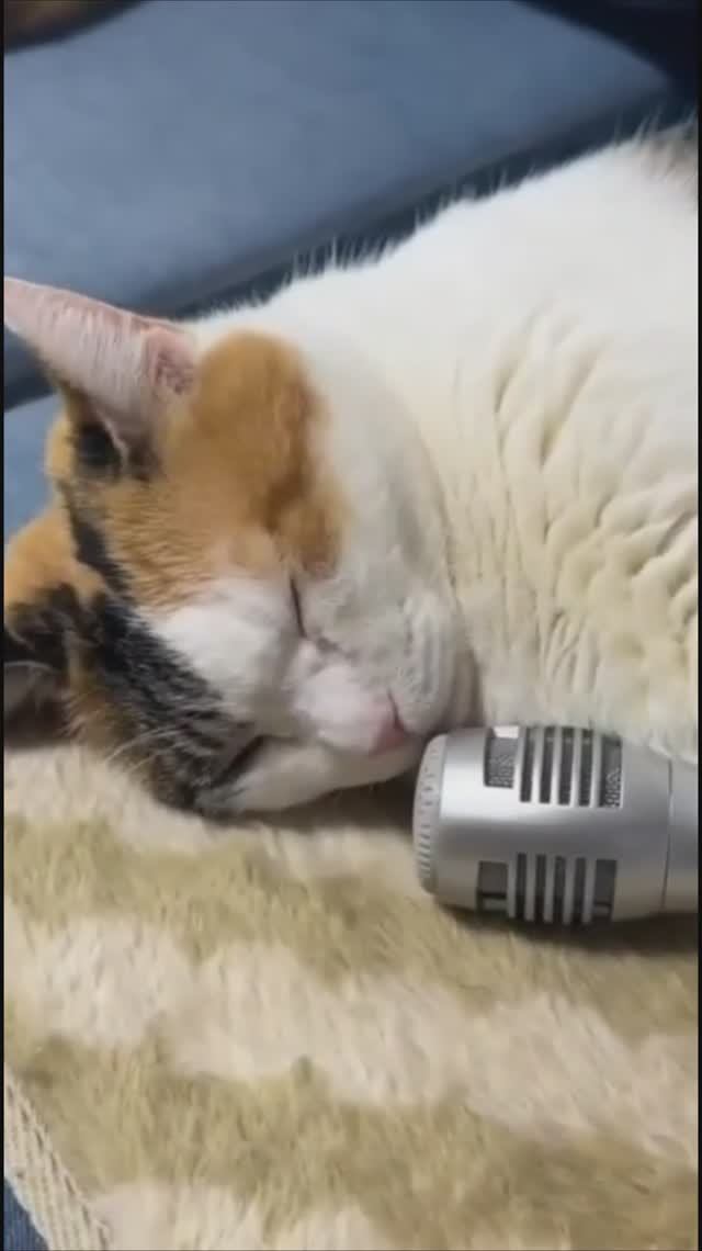 Смешные коты #90-10