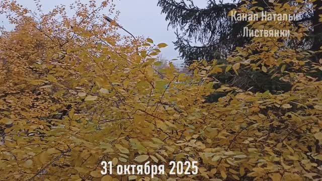 Город по 10 ноября 2025. Лоджия, городской цветник, переезд растений с огорода на другой участок
