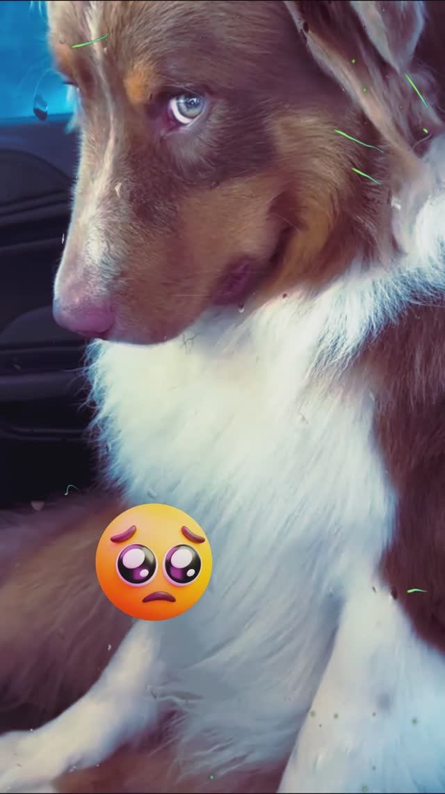 видео смешное собаки я обиделась песня ретро академия