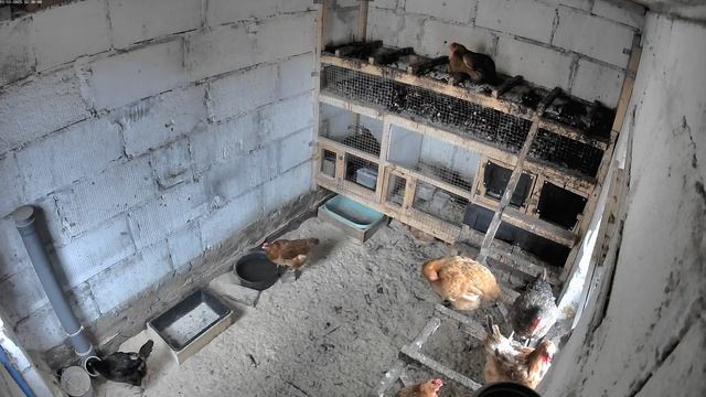 Камера в курятнике: 2025-11-11 12:00:00-13:00:00