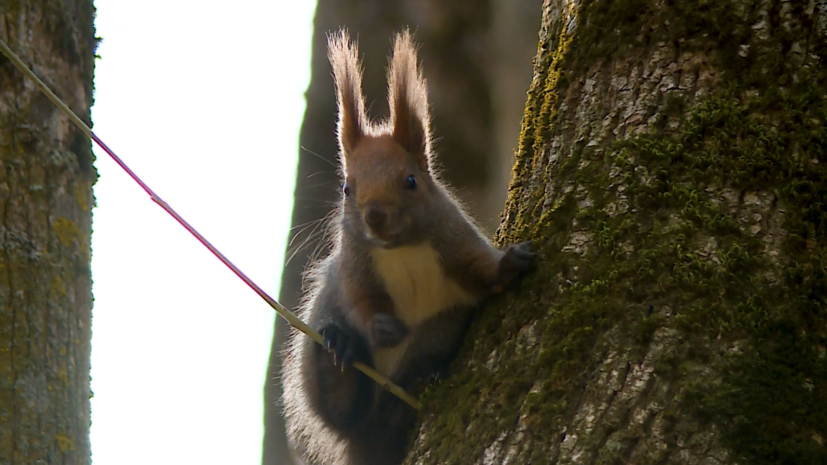 Ставропольские больницы всё чаще фиксируют случаи нападения белок