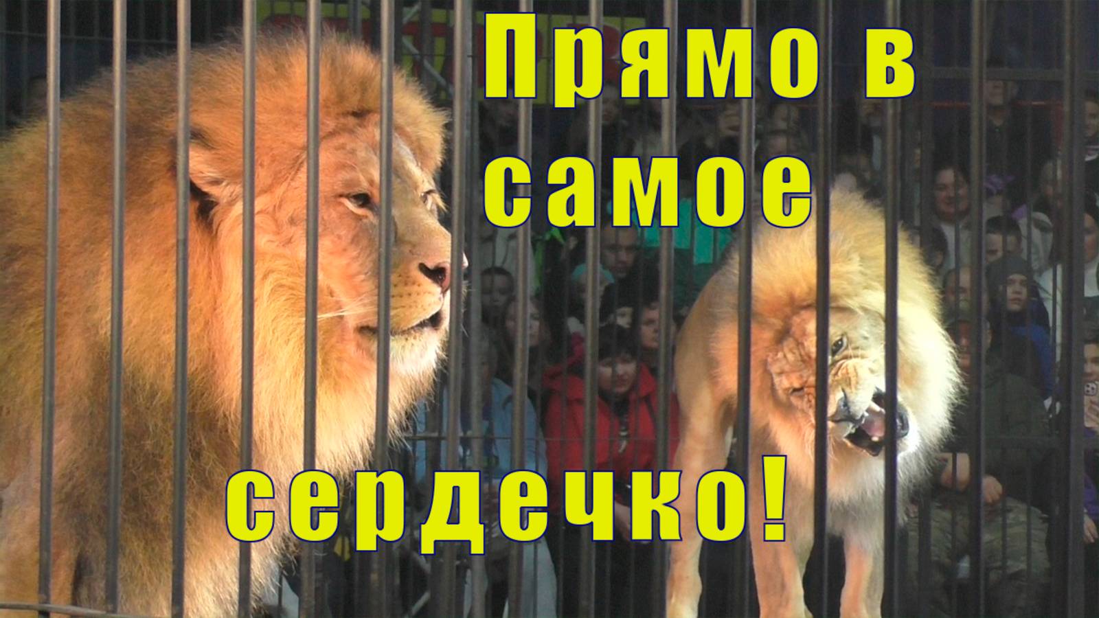 ВЕРБЛЮДЫ ПОКОРИЛИ / ЛЬВЫ - В САМОЕ СЕРДЕЧКО / 01 ноября 2025