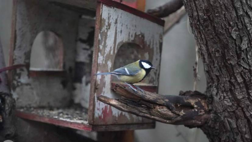 Экологический праздник 12 ноября — Синичкин день: история, традиции, значение