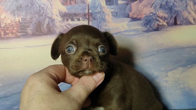 Барни Браун #цена 60 тр #купитьщенкачихуахуапродаю +79215950848