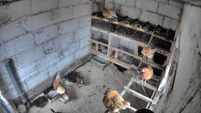 Камера в курятнике: 2025-11-11 10:00:00-11:00:00