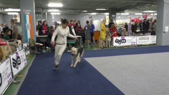 Посадский Страж Зетта