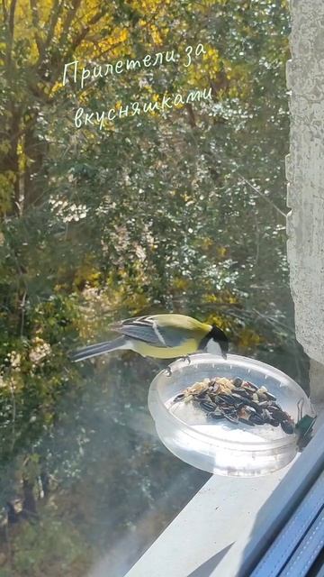 Синички 11-11-2025