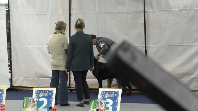 Омская Дружина Цвет Цунами