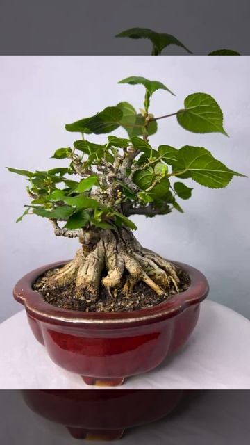 бонсай гибискус S 1