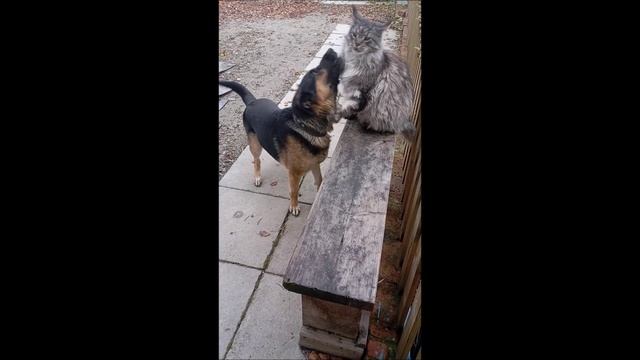 Собака. Кот. Том и Кос