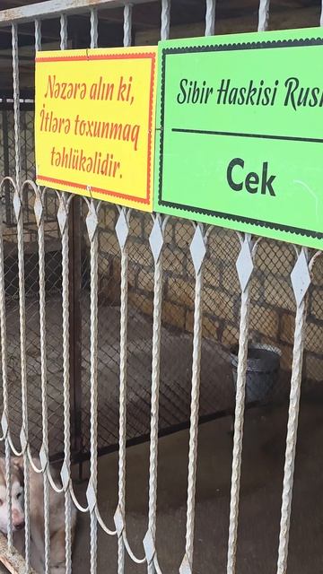 Кролики и собаки из разных стран мира в саду, Шеки, Азербайджан