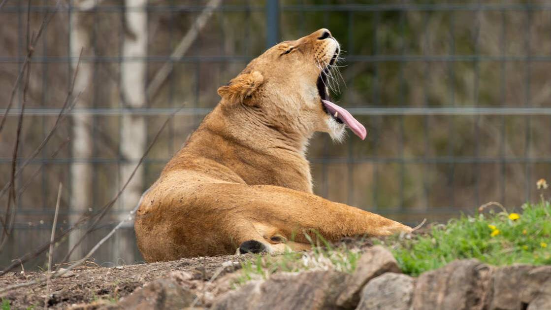 Лев растерзал смотрителя зоопарка на глазах у туристов