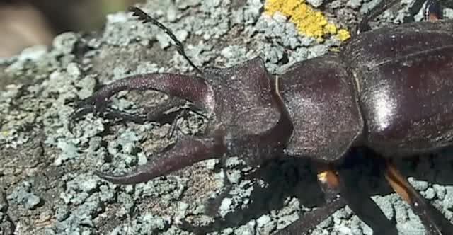 Один день из жизни оленя. Жука