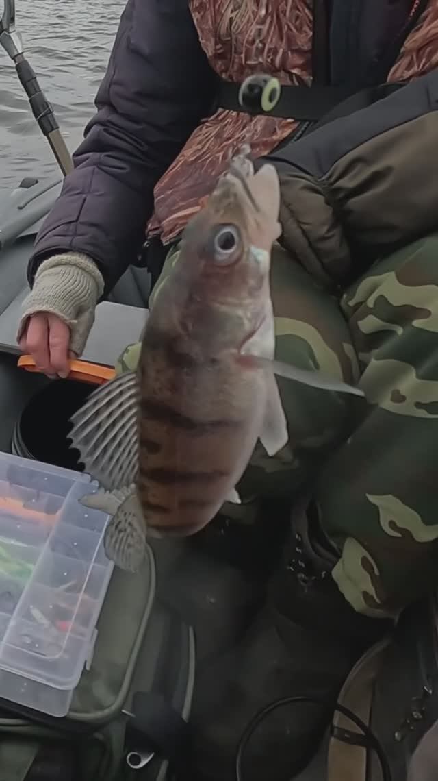 Типичная рыбалка на берша Анонс