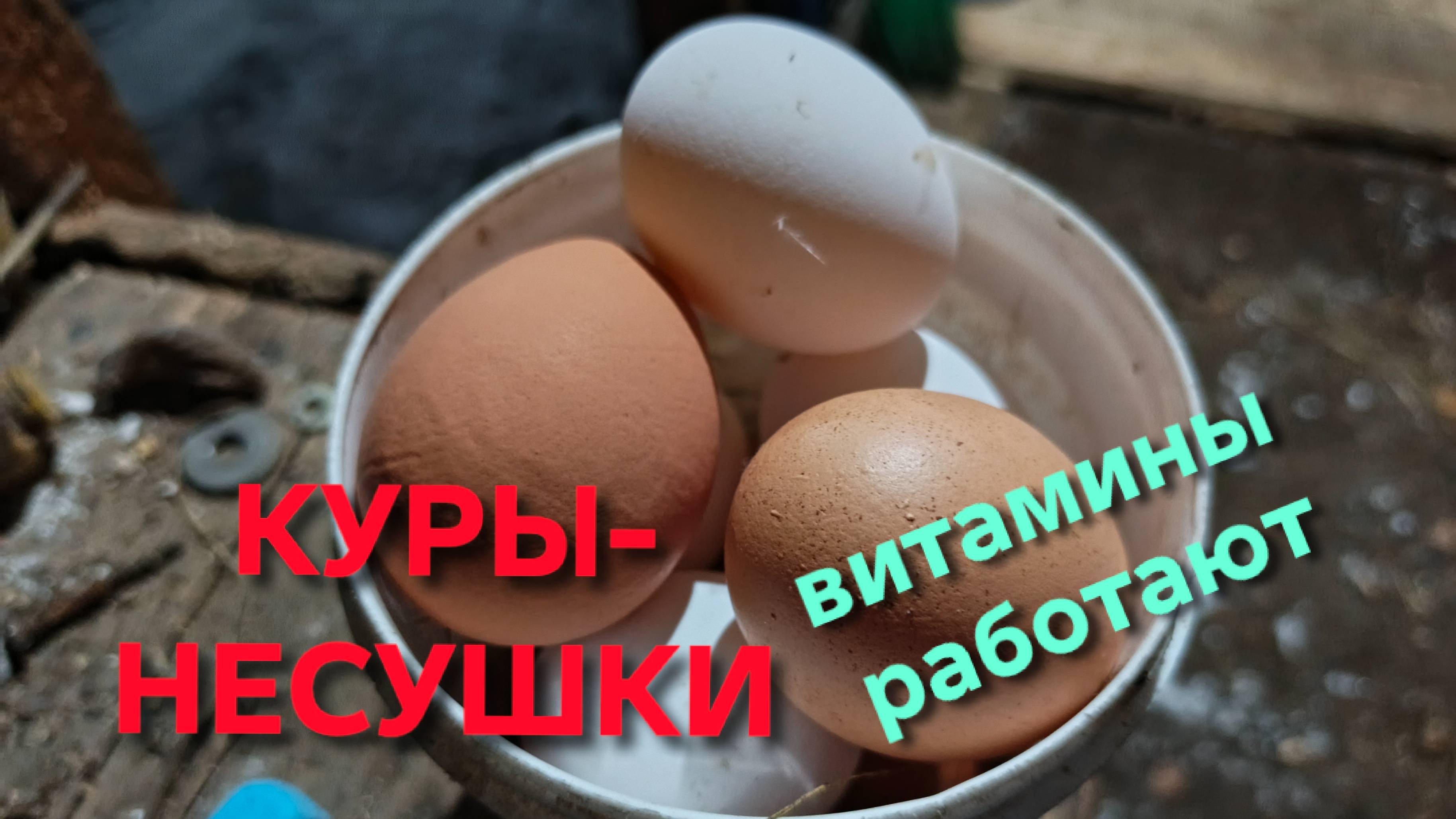 Куры-несушки несутся как положено после витамин