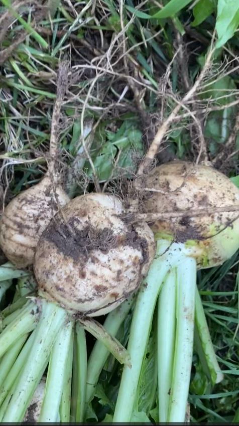 Как растет репа в Подмосковье - краткий отзыв