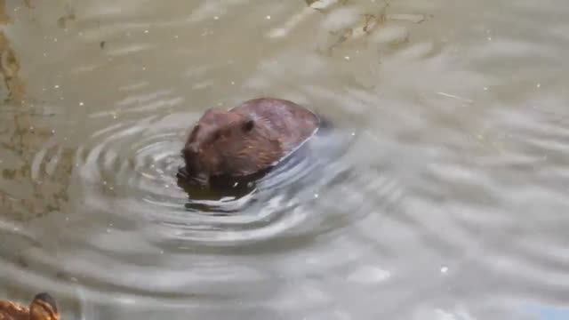 Бобры и ондатры Покровского-Стрешнева