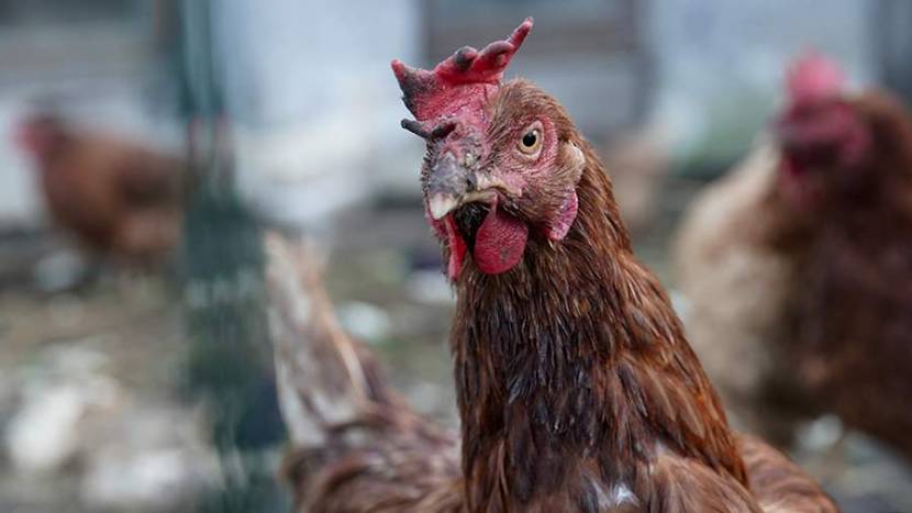 Особый праздник 13 ноября — Спиридон и Никодим: история, традиции, приметы