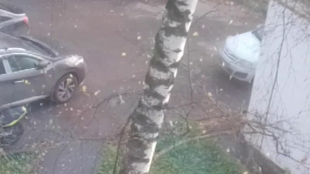 Большая синица на стволе березы. VID_20251108_101245