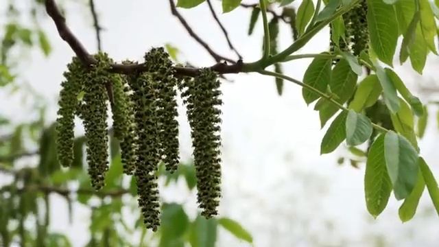 Защитная мантра ЯМАРАЦИ от страхов и любой опасности