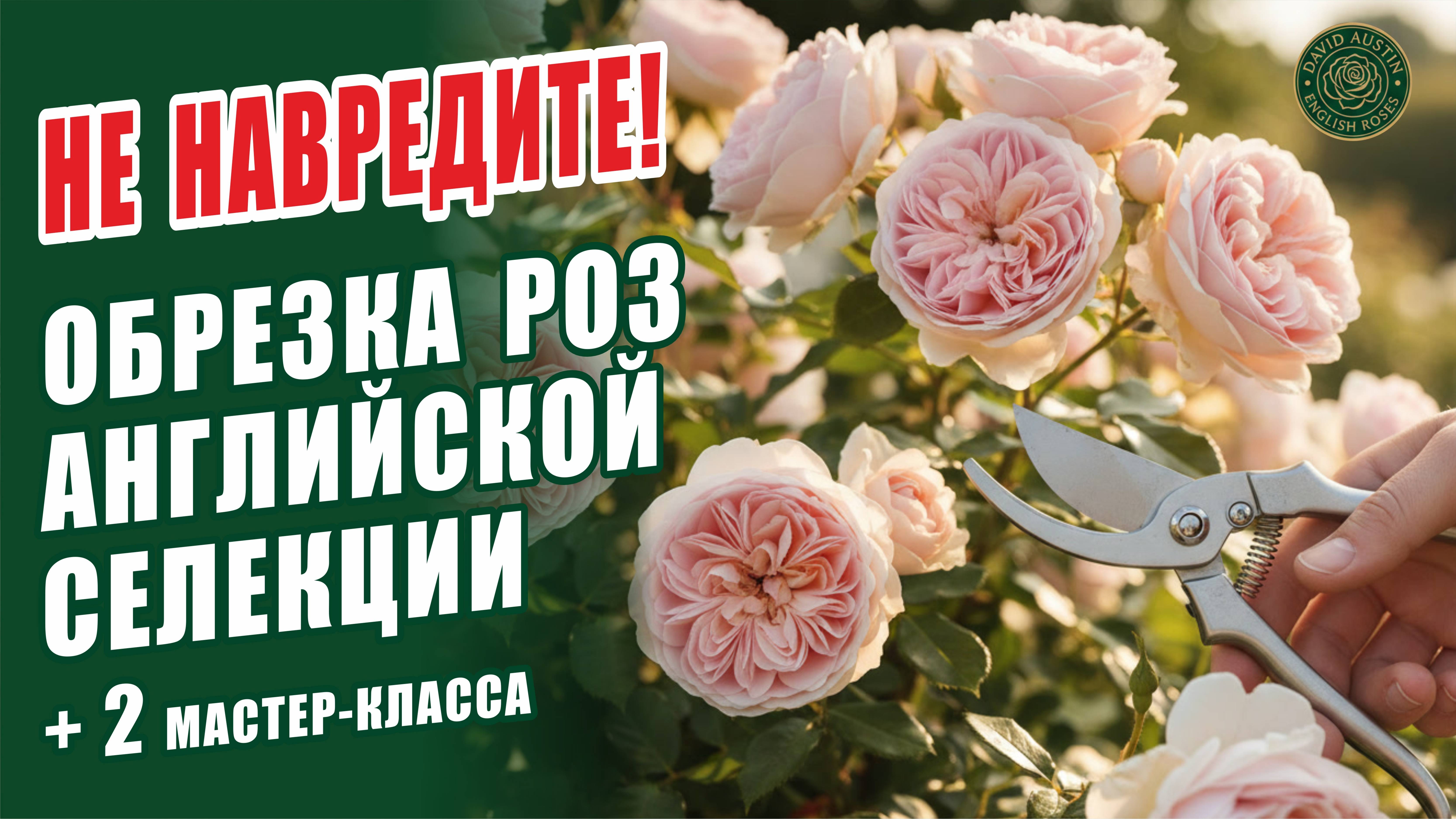 КАК ОБРЕЗАТЬ РОЗЫ АНГЛИЙСКОЙ СЕЛЕКЦИИ. ОБРЕЗКА АНГЛИЙСКИХ РОЗ "ОСТИНОК" ОСЕНЬЮ ИЛИ ВЕСНОЙ. РОЗЫ.