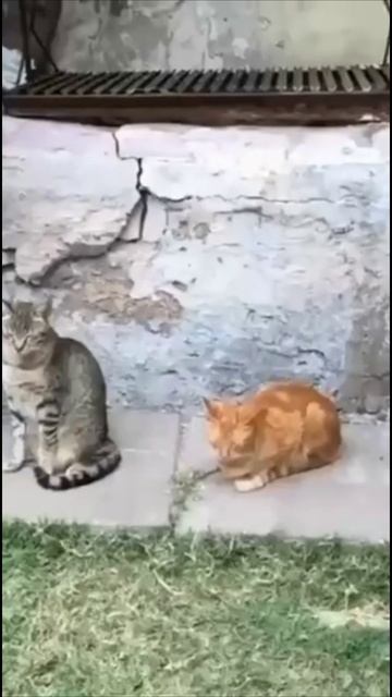 Смешные коты #91-1