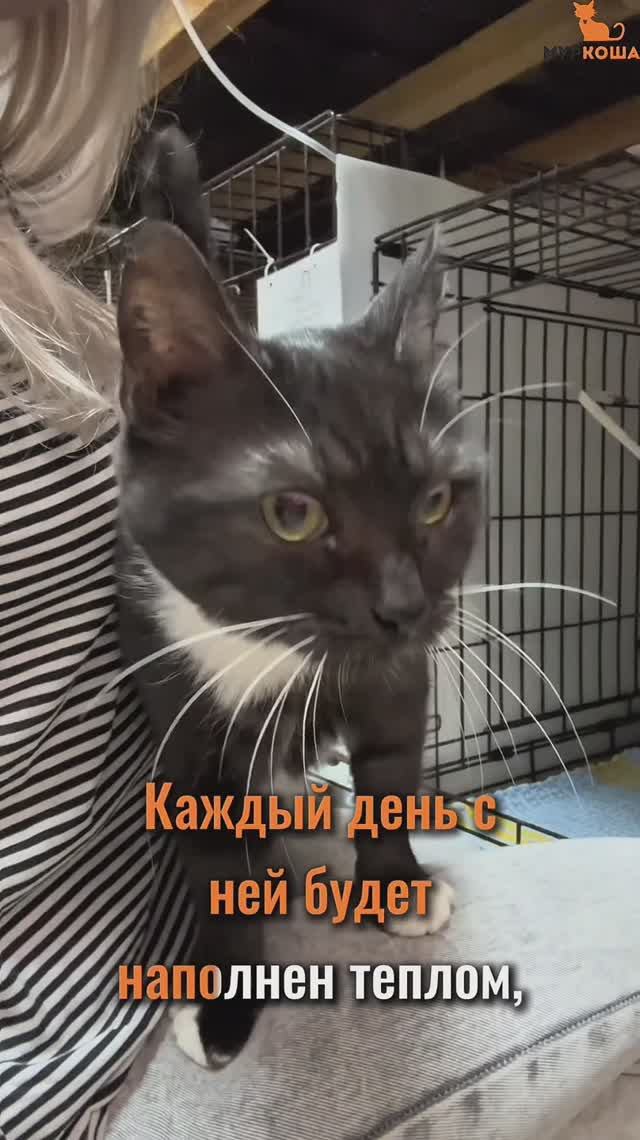 Краюшка ждёт вас в приюте #Муркоша