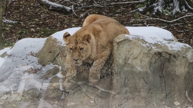 Подмосковный Сафари-парк, часть 2