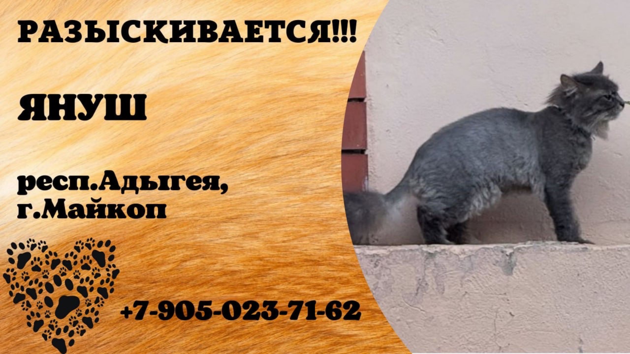 Пропал кот! ЯНУШ, респ.Адыгея, г.Майкоп.