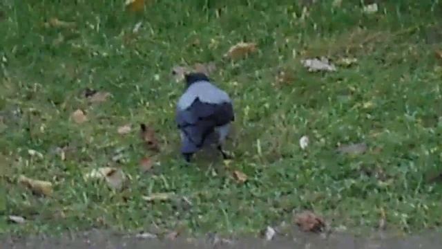 Орган. Ворона что-то ищет. b-95e9-a7095392ed3e