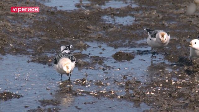 АРКТИЧЕСКИЕ ВОРОБЬИ ОСТАЛИСЬ ЗИМОВАТЬ НА КОМАНДОРСКИХ ОСТРОВАХ • НОВОСТИ КАМЧАТКИ
