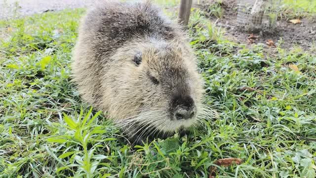 Нутрия хомячит