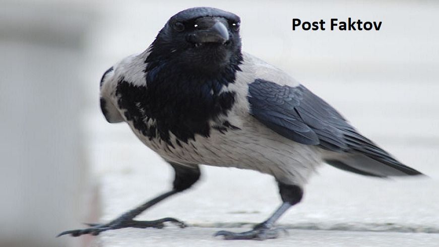 Ворона марширует  готовится к выступлению на параде