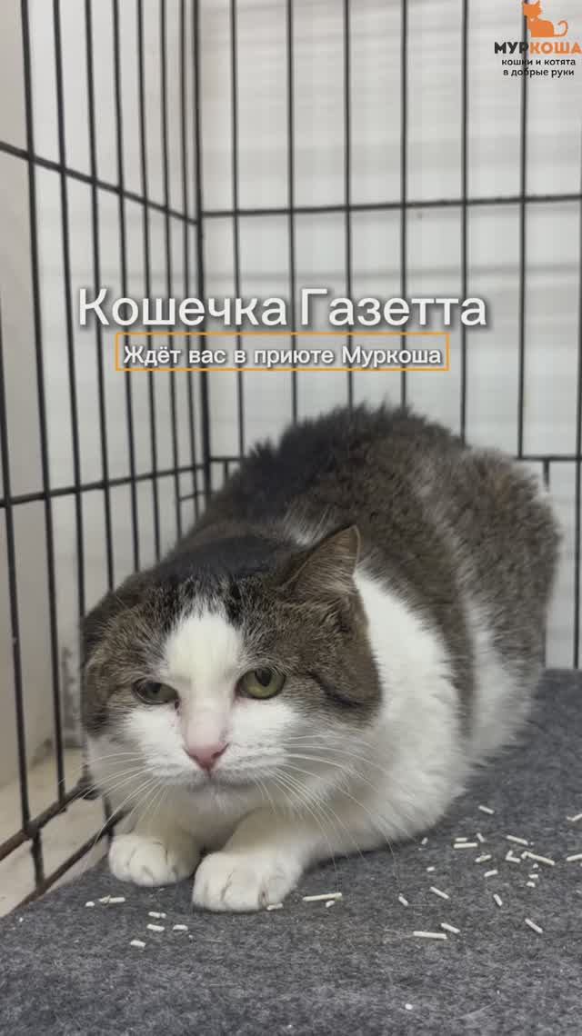Газетта ждёт вас в приюте #Муркоша
