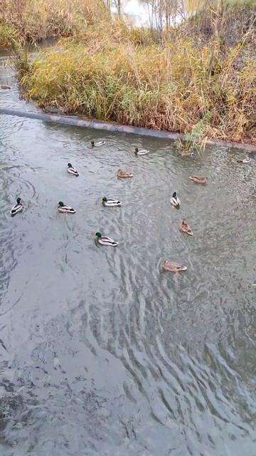 Уточки на Везёлке 12.11.25.