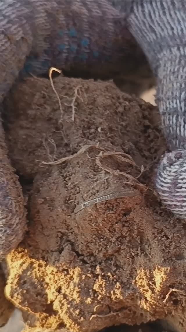 ПЕРВОЕ СЕРЕБРО - поиск монет металлоискателем #чумовыеискатели #поискмонет #коллекционированиемонет