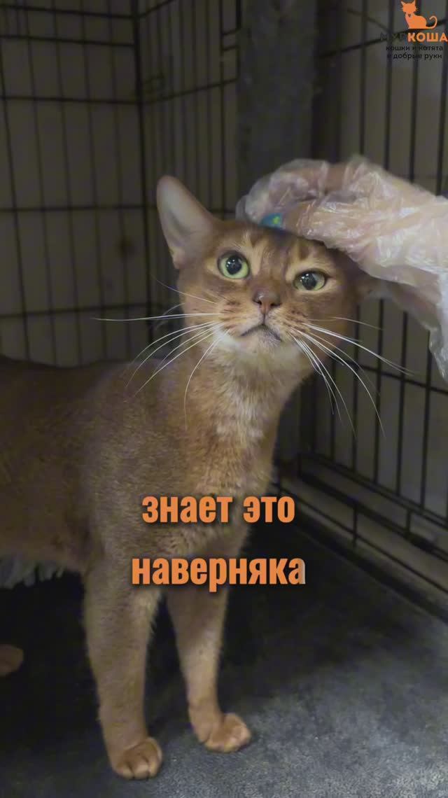 Антресоль ждёт вас в приюте #Муркоша