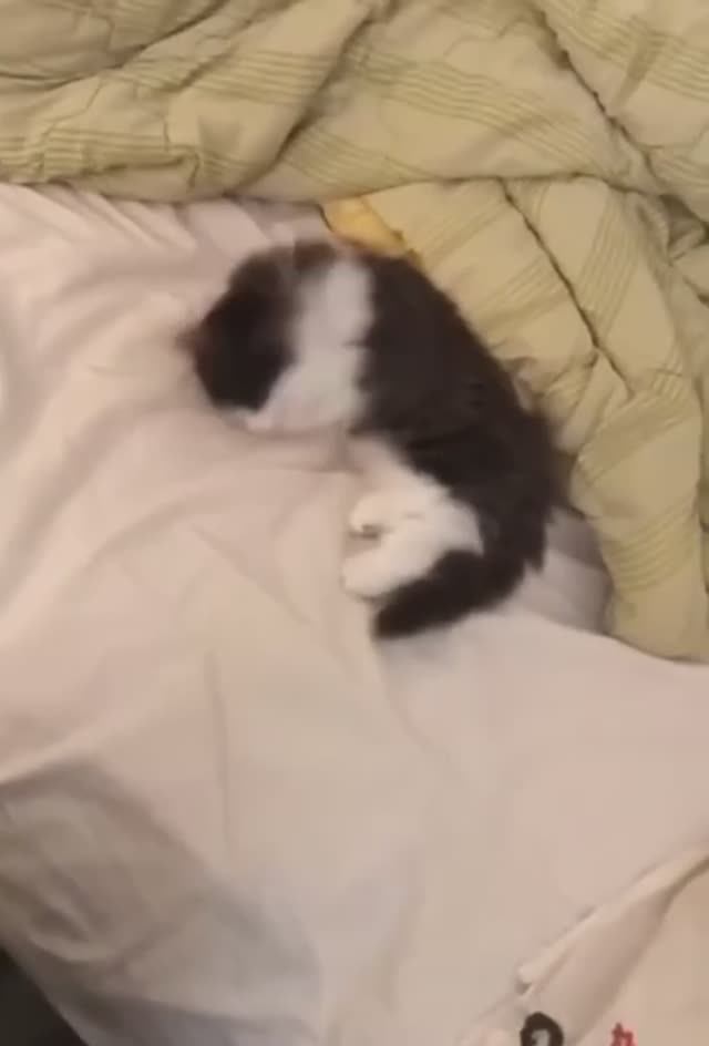 Ну всё, я готов, гладьте пузяку.