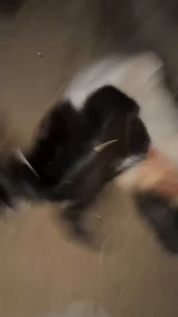 Идеальный хищник