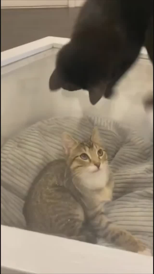 Смешные коты #91-2