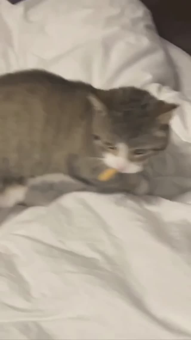 Чипсенка конфискуетсо