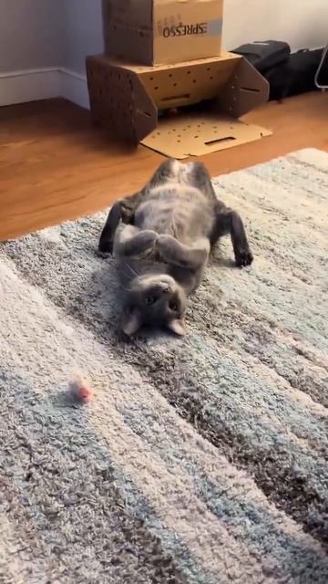 Жопная гимнастика