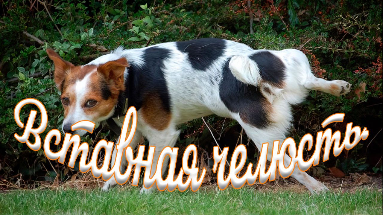 Вставная челюсть